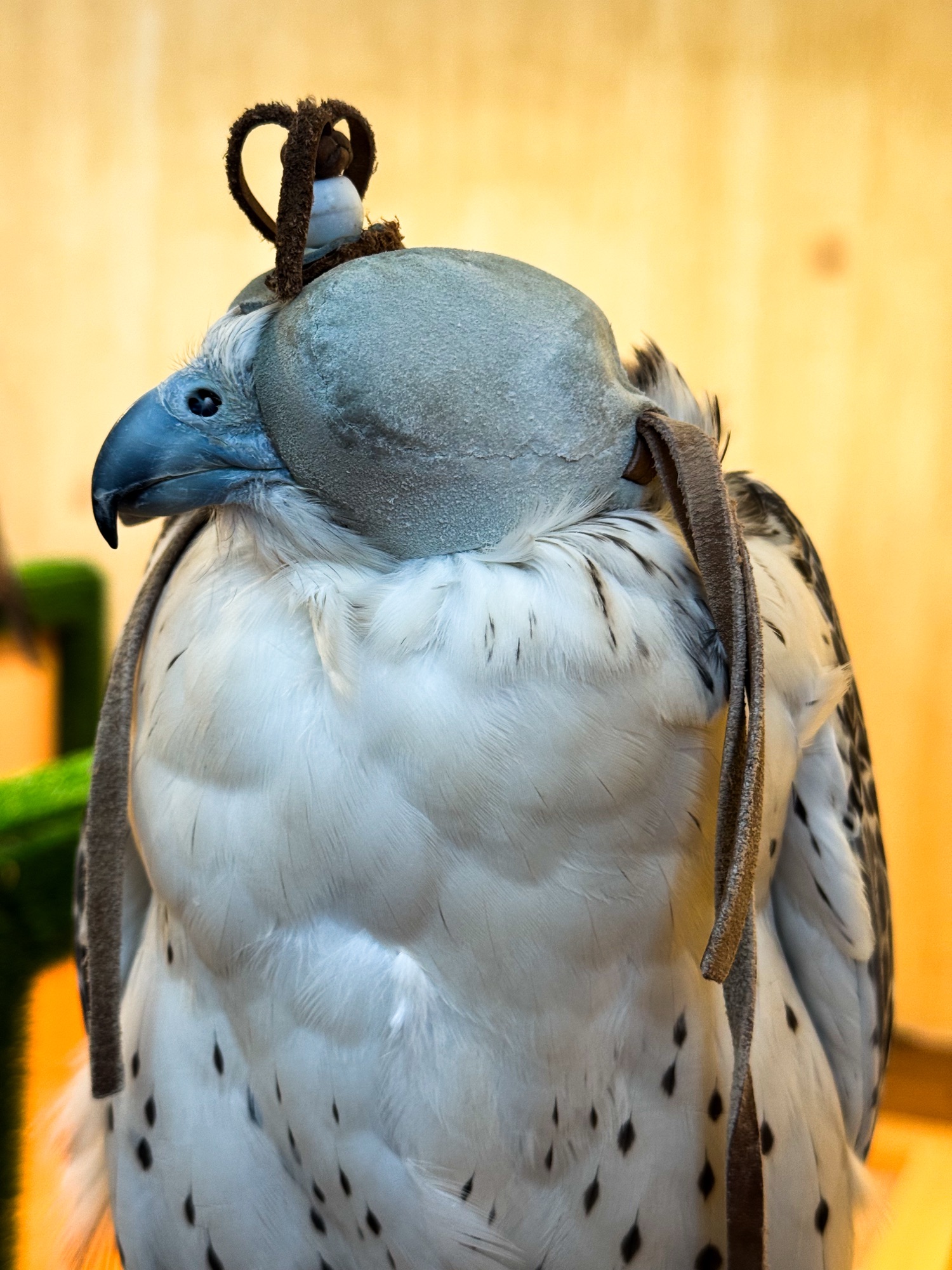 Visual diary 210. Falcon show | Spanish Lens